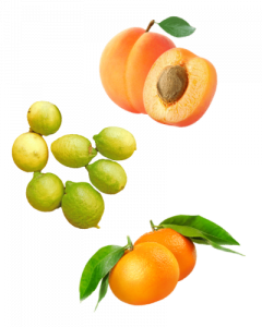 Fresh Fruit Exporters Spain - Fruit Fresh Spain