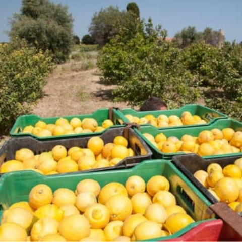 Fresh Lemons Spain - Fruit Fresh Spain