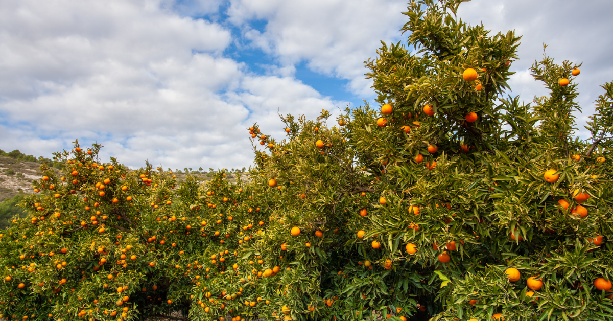 Fruit Growing Murcia Spain - Fruit Fresh Spain