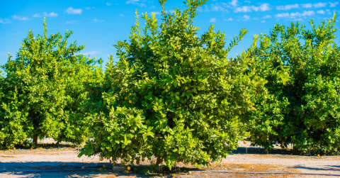 Top 10 Fruits Grown in Spain - Fruit Fresh Spain