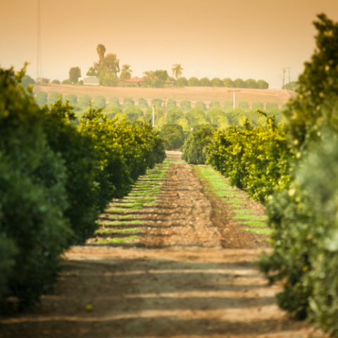 The Benefits of Spanish Fruit - Fruit Fresh Spain